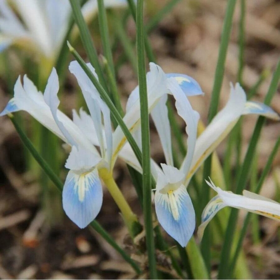 Ирис Фрозен Планет (10 луковиц), Нидерланды