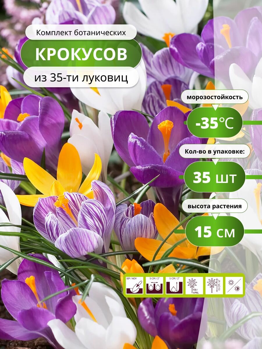 Комплект ботанических крокусов, микс из 35-ти луковиц / луковичные многолетние цветы
