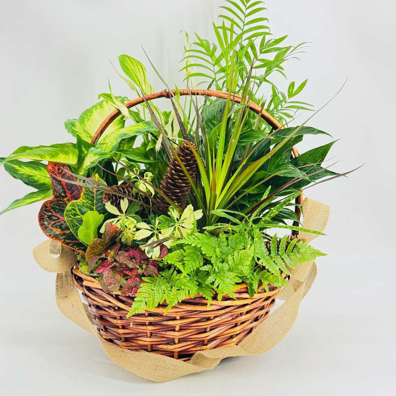 Мини сад в корзине комнатных растений. Хамедорея, папоротник, фиттония, спатифиллум, диффенбахия, кротон, юкка, кодиеум, шеффлера