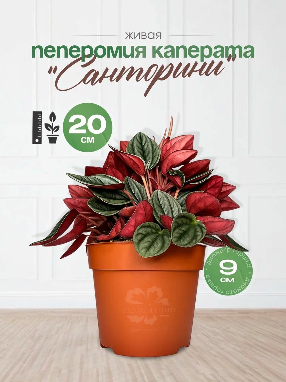 Пеперомия Каперата Санторини 15x10, живое декоративное растение в горшке, комнатное растение для дома, квартиры и офиса