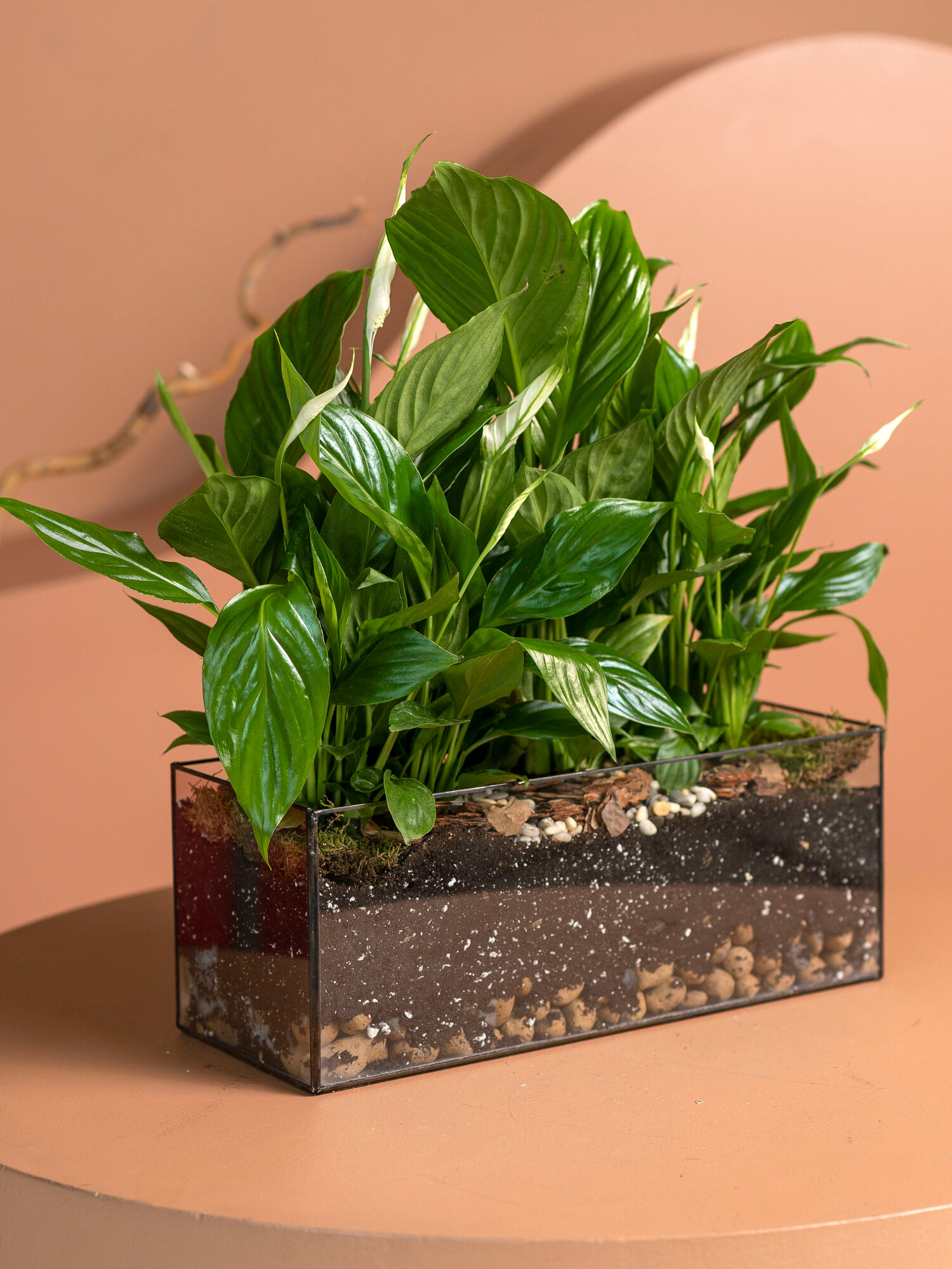 Geo Glass: Спатифиллум женское счастье 3 шт , прозрачное кашпо из стекла , озеленение