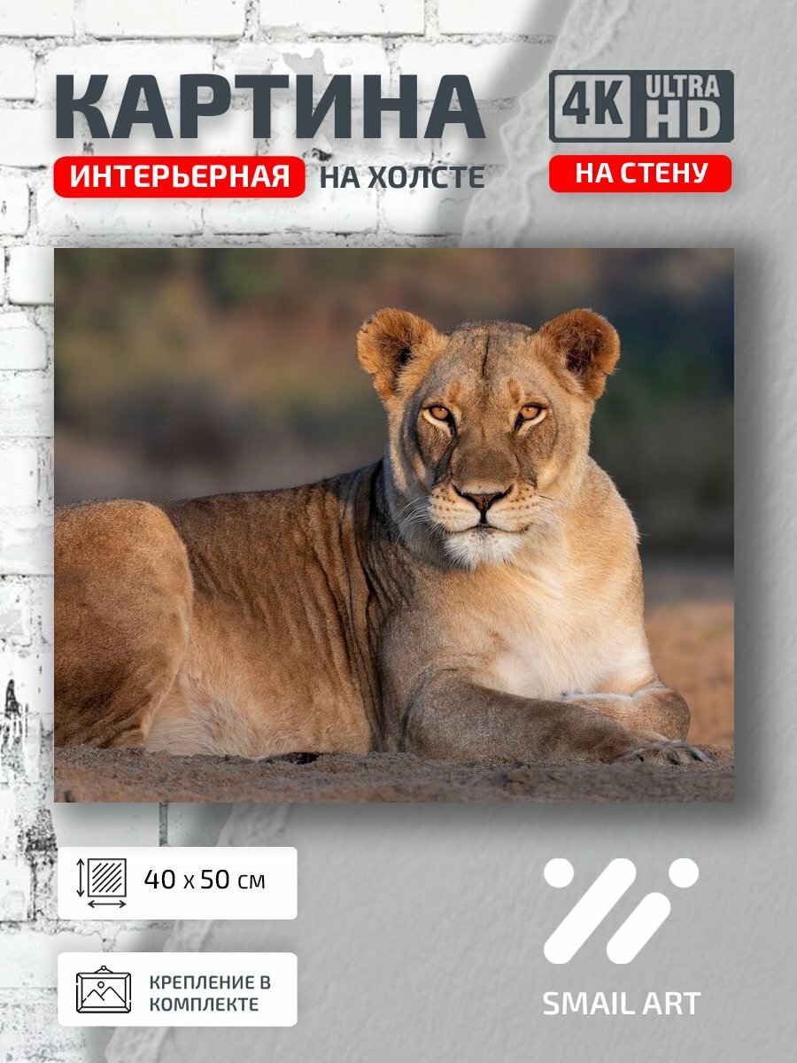 Картина на холсте интерьерная 40 на 50 на стену Взгляд Animal для спальни animal style