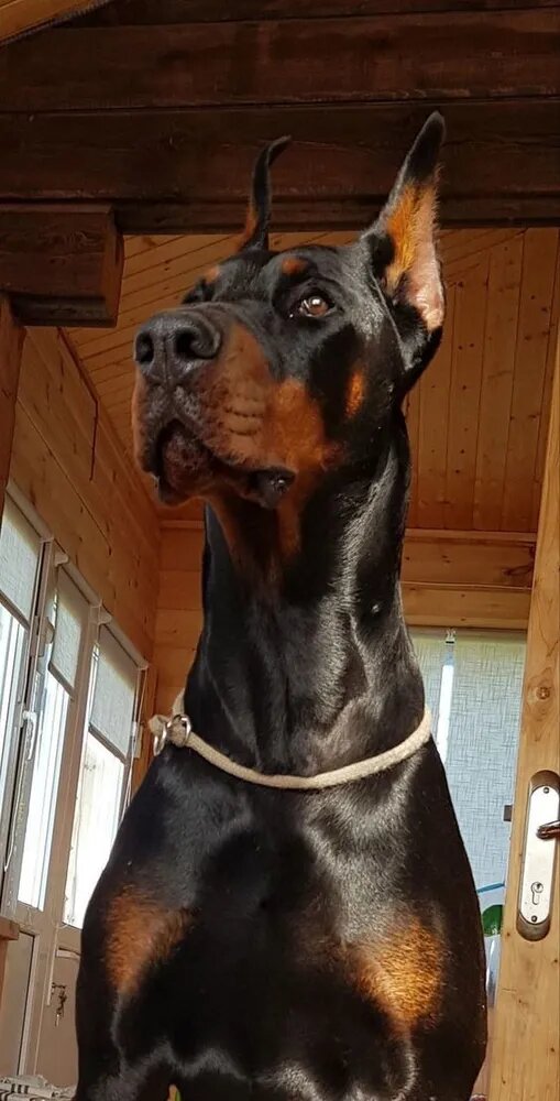 Алмазная живопись 'Животное черная собака доберман' 5D DIY круглый алмаз 40x50 см