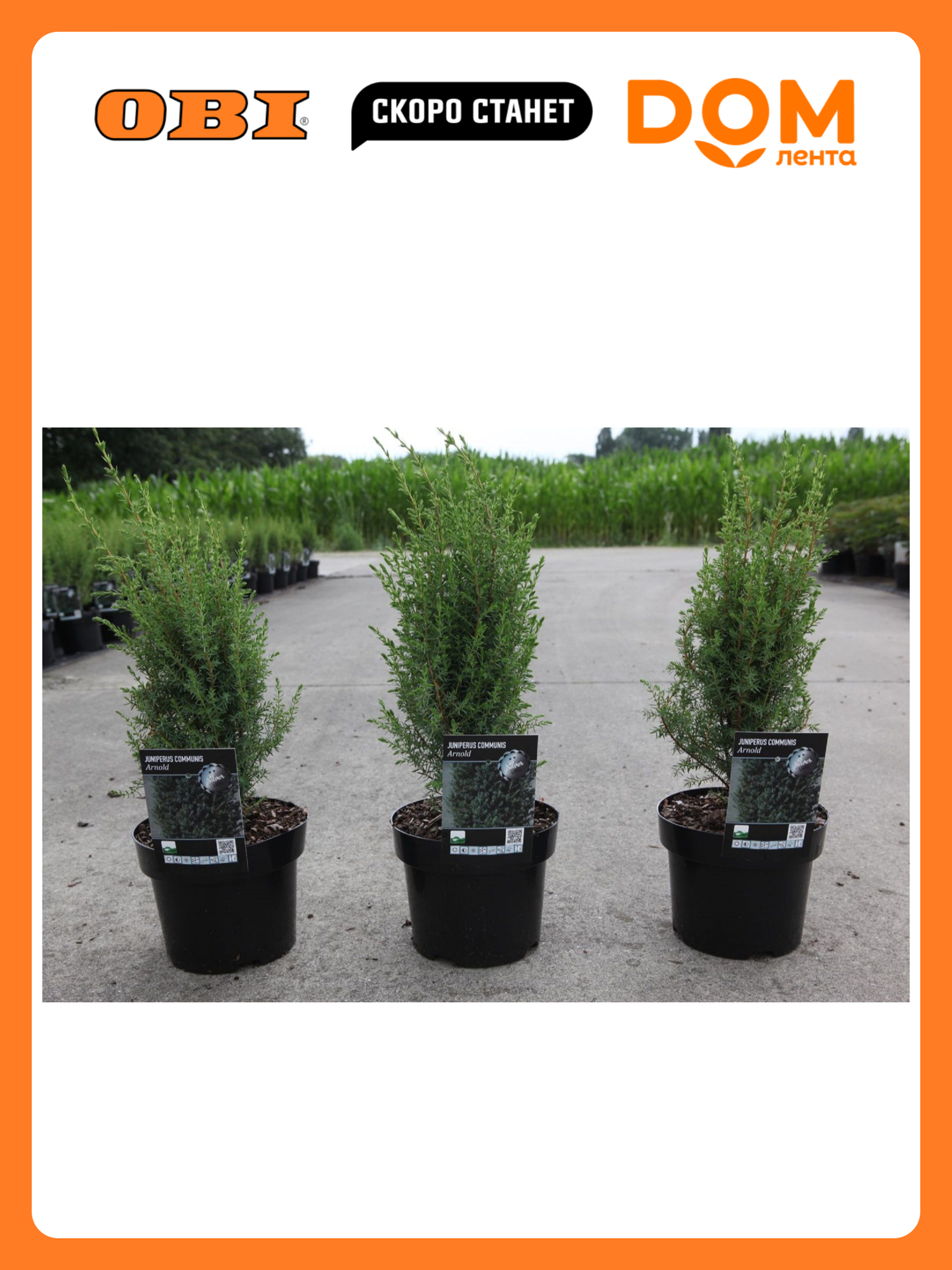 Растение Можжевельник Арнольд 882090, декоративно-лиственное, С2, H20-25