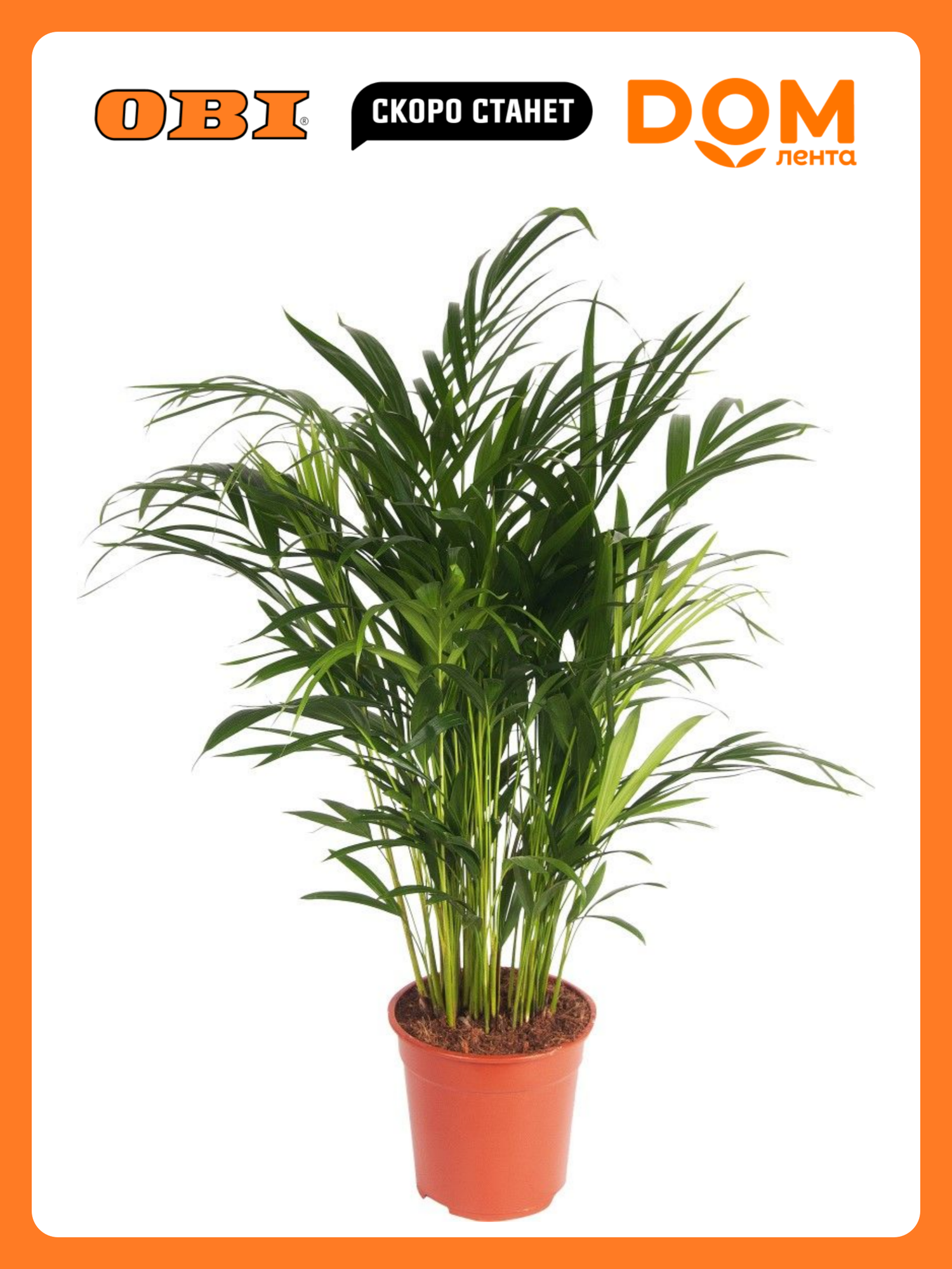 Растение Арека Хризалидокарпус, декоративно-лиственное, высота 32 см, полив умеренный