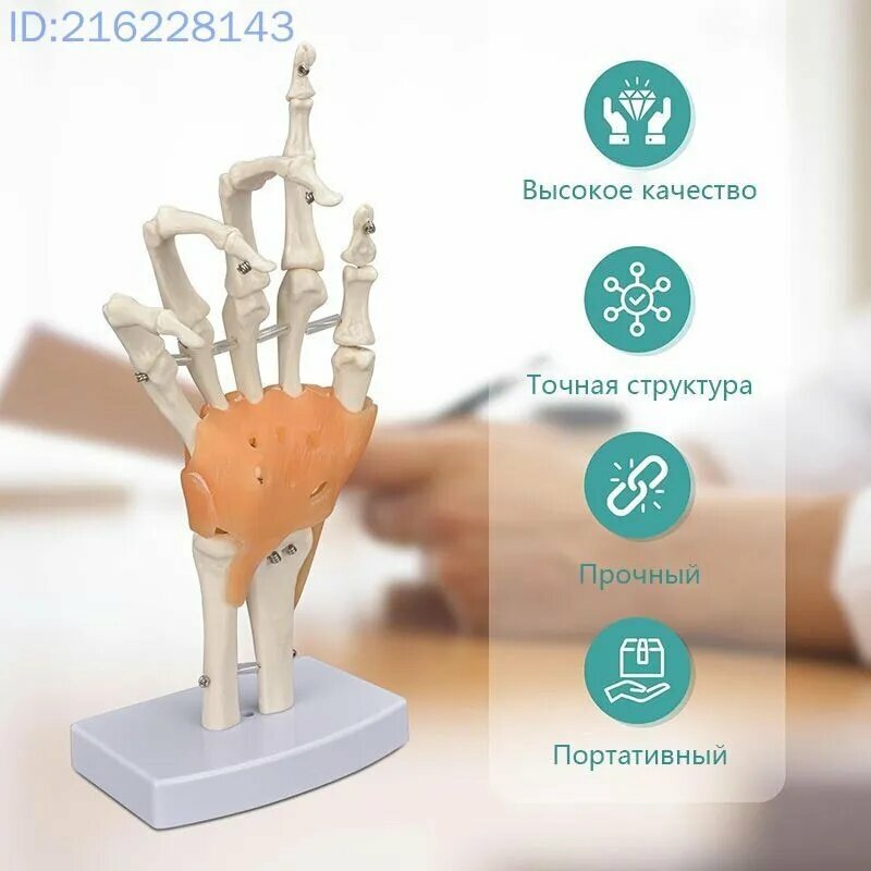 Модель сустава кисти, модель человеческой руки, Кистевой сустав человека