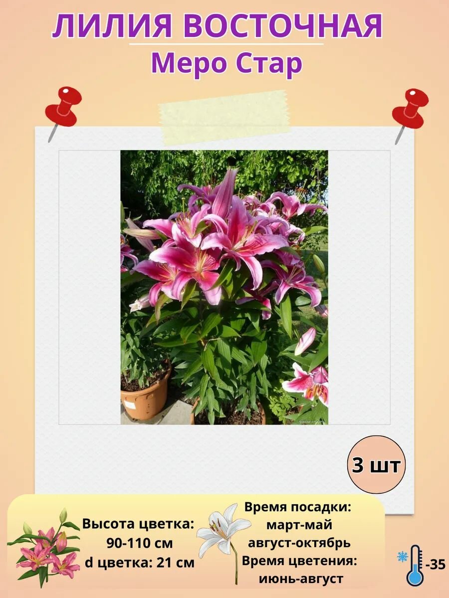 Лилия луковицы, многолетние цветы для посадки,3 штуки