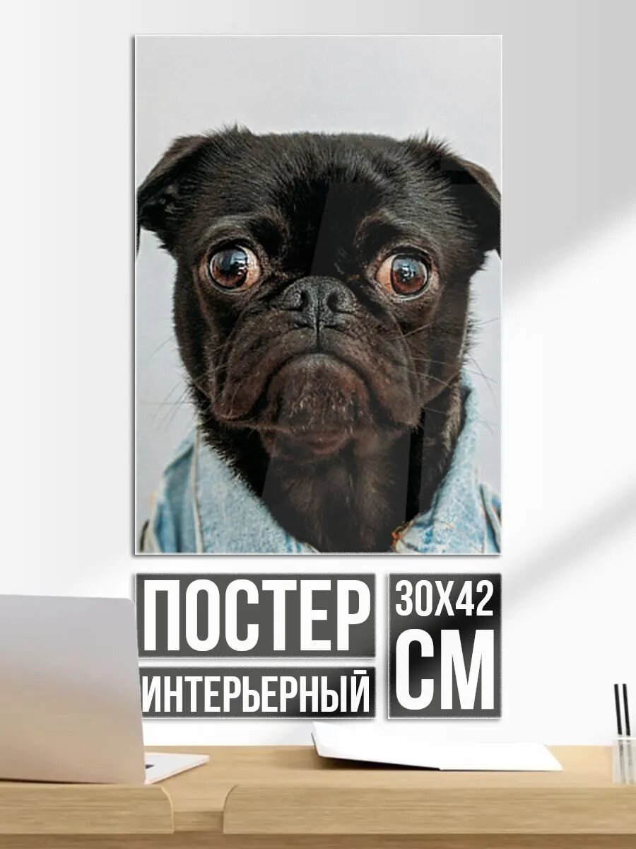 Постер на стену Мопс в джинсовке - голова групно