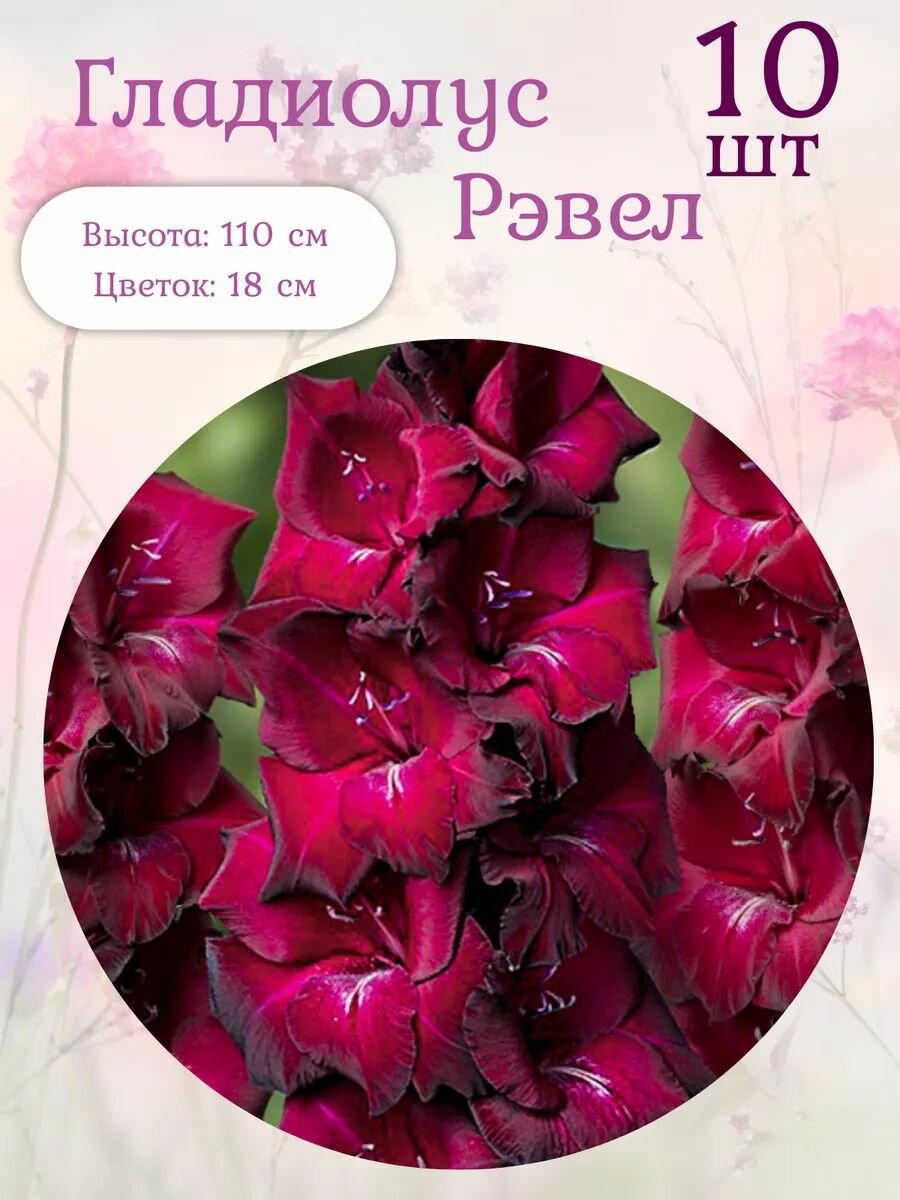 Гладиолус махровый многолетний 10 луковиц