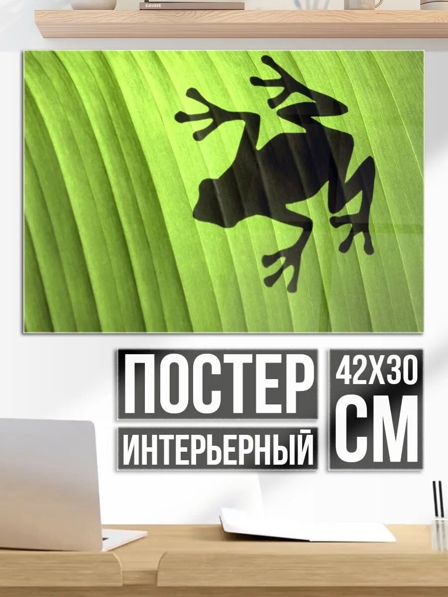 Плакат постер Лягушка на листе
