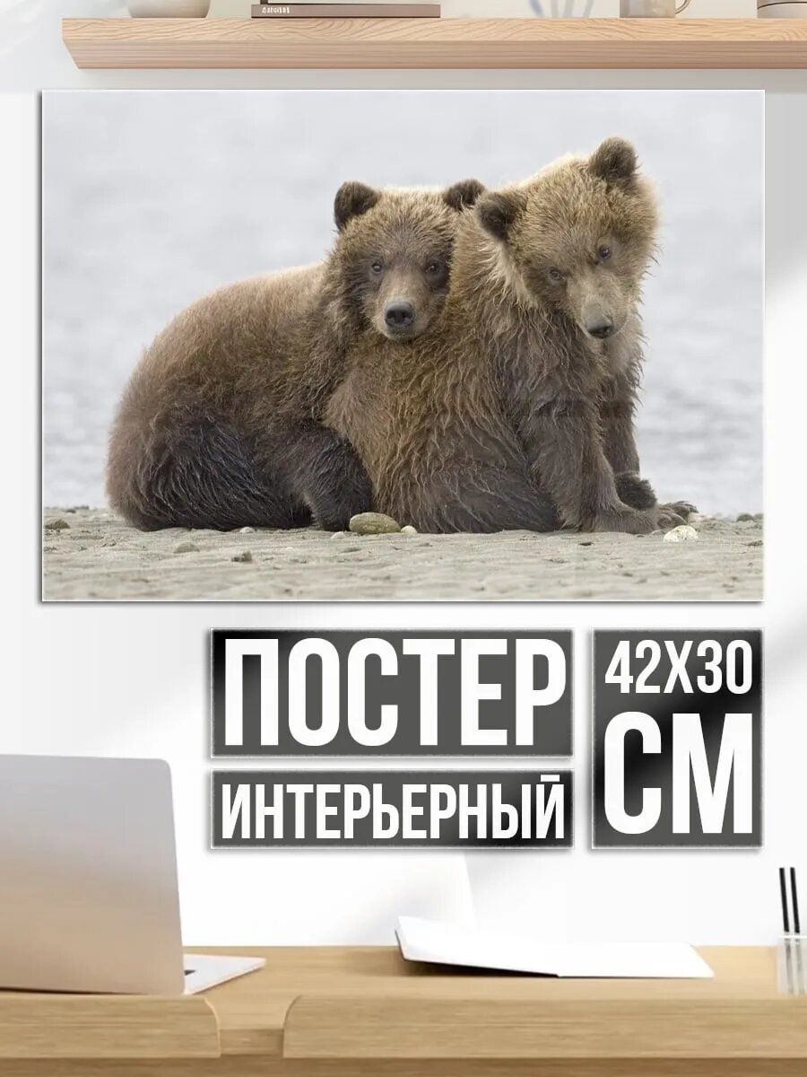 Плакат постер Два медвежонка