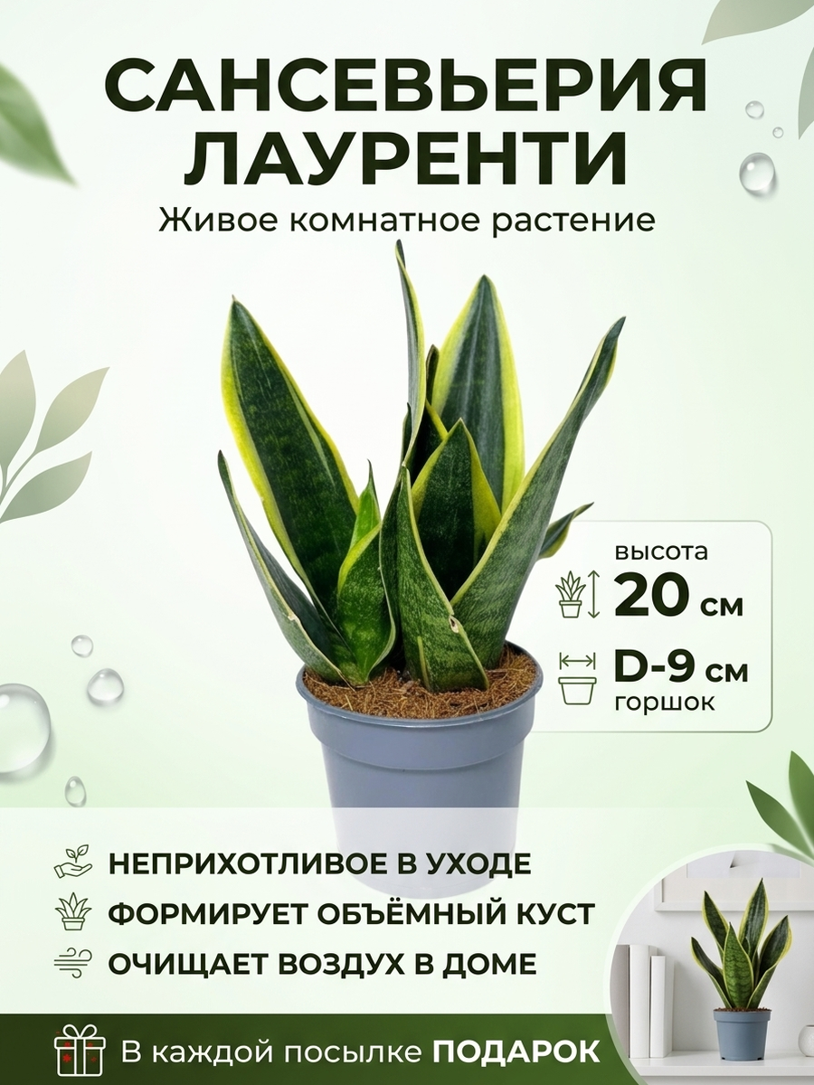 Сансевиерия Лауренти живое комнатное растение в горшке 9 см высота 20 см Щучий хвост Тещин язык + подарок