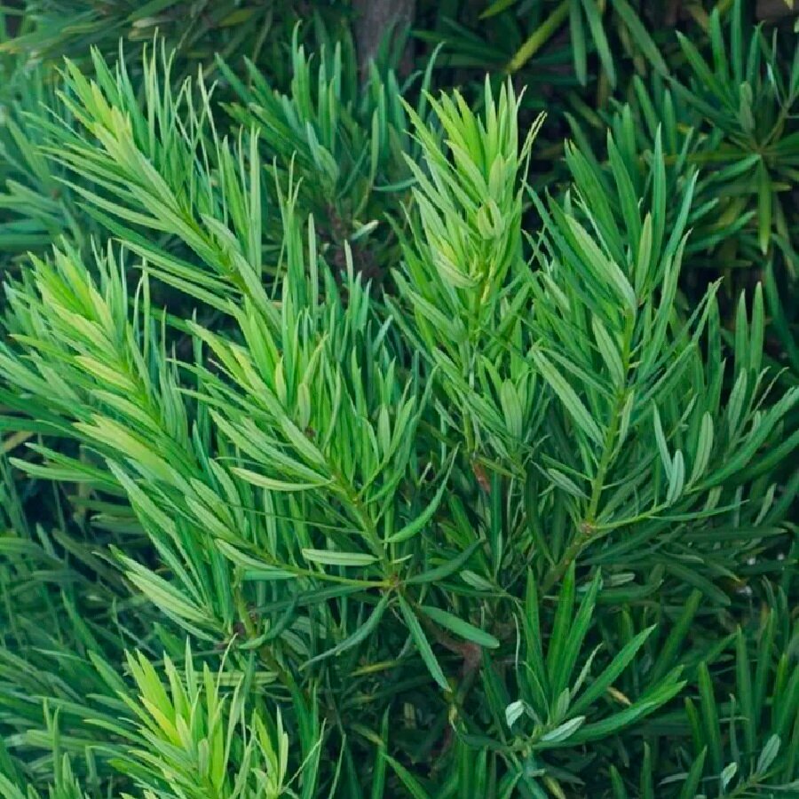 Семена Deodar SEEDS COMPANY Подокарпус 3 шт.