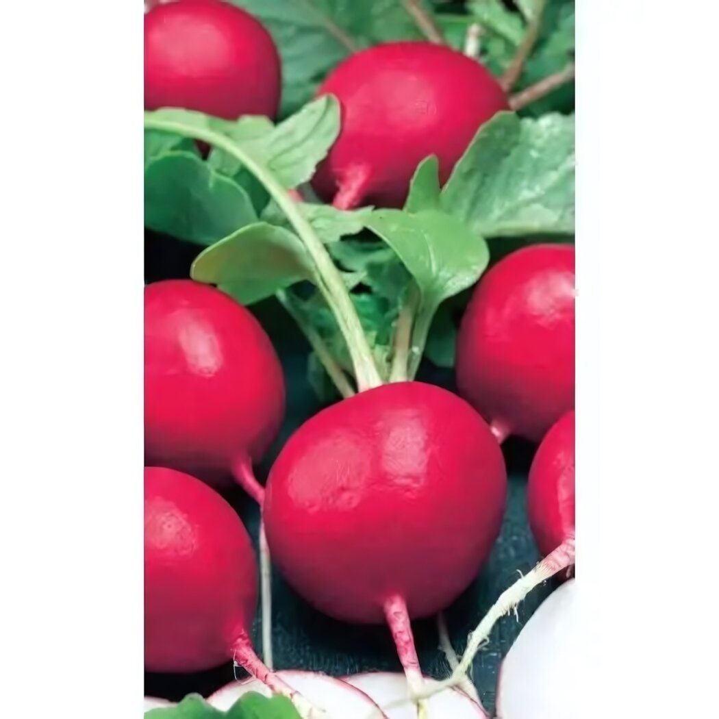 Семена редиса 'Чемпион', раннеспелый сорт, 1,1-2,5 кг/м², ярко-красные корнеплоды