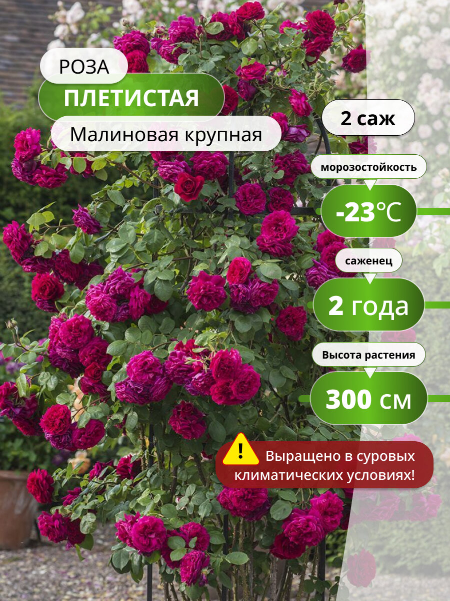 Роза плетистая "Малиновая крупная" / 2 шт, морозостойкий сорт
