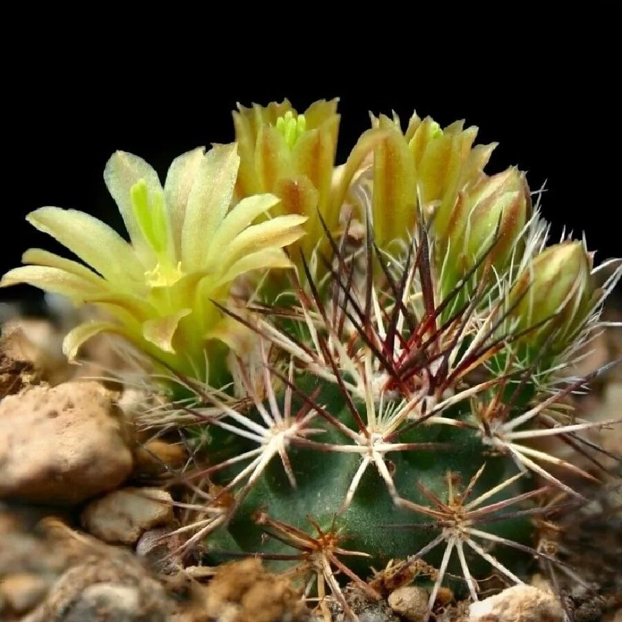 Семена Деодар Кактус Echinocereus davisii 10 шт.