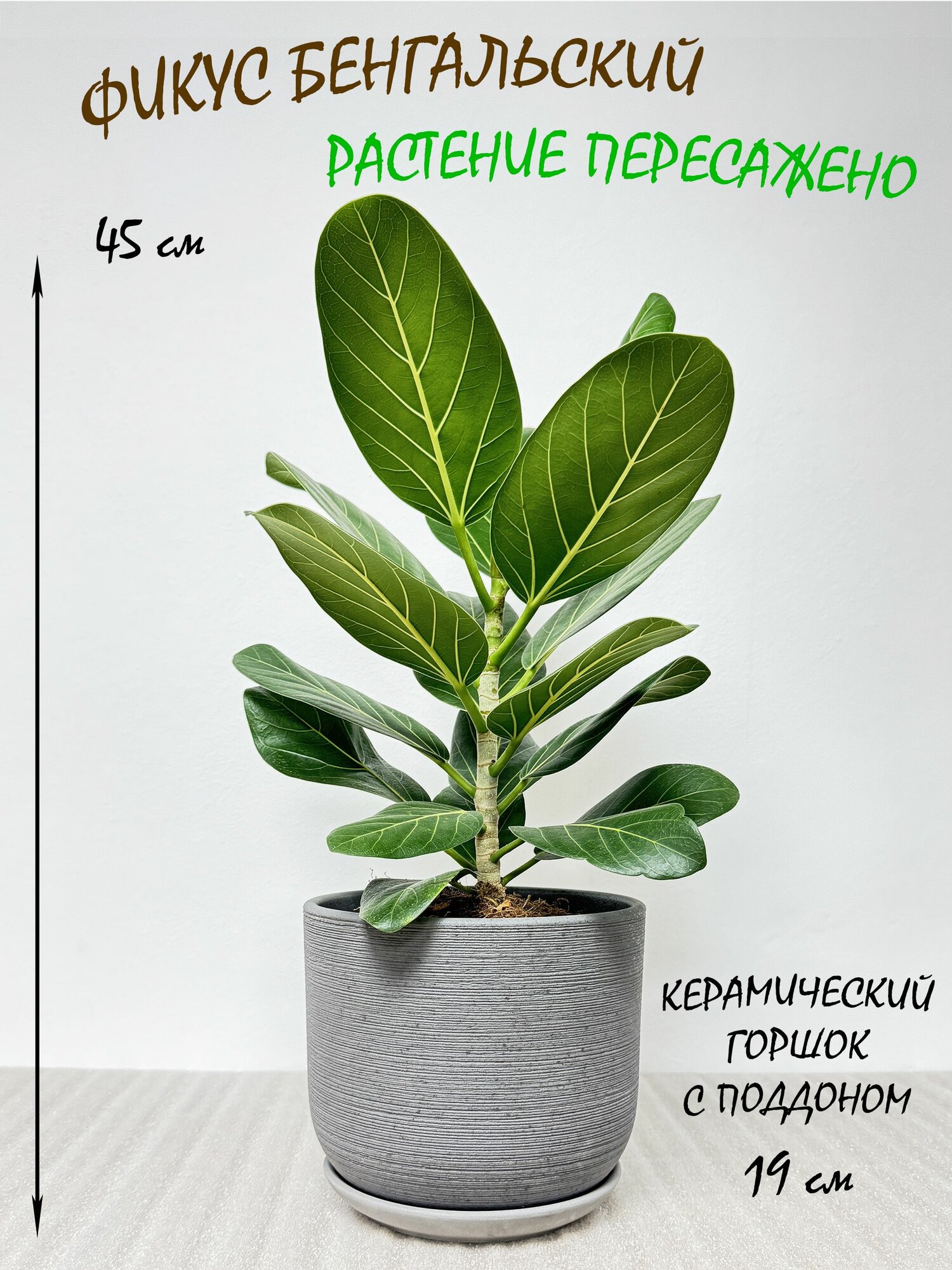 Фикус Бенгальский Одри в сером керамическом горшке с поддоном, высота 45см
