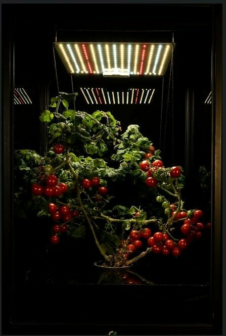 Greenbar X1Умная цифровая тепличка "Мажер" выращивает томаты и перцы через программное обеспечение