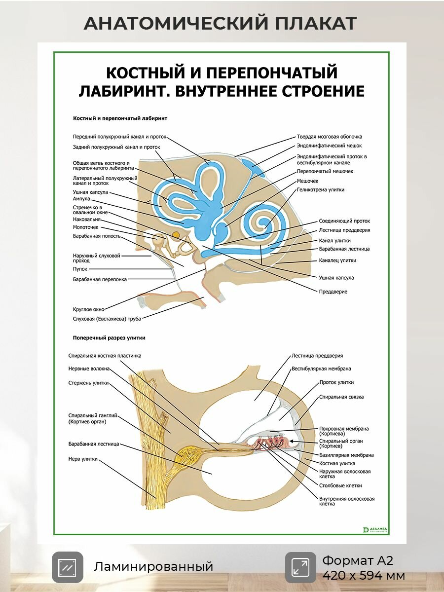 Обучающий медицинский плакат ламинированный формат А2 Костный и перепончатый лабиринт. Внутреннее строение