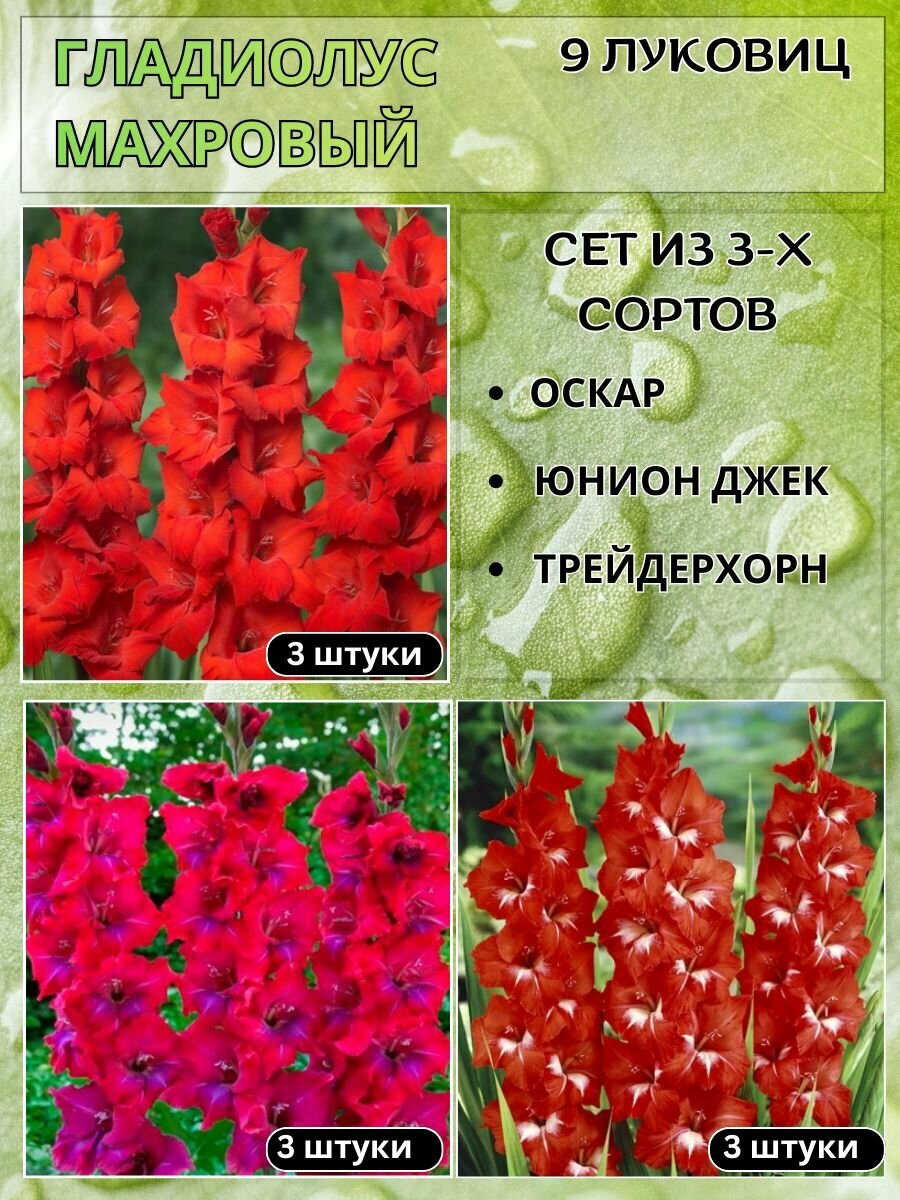 Гладиолусы, сет из 3-х сортов, 9 луковиц