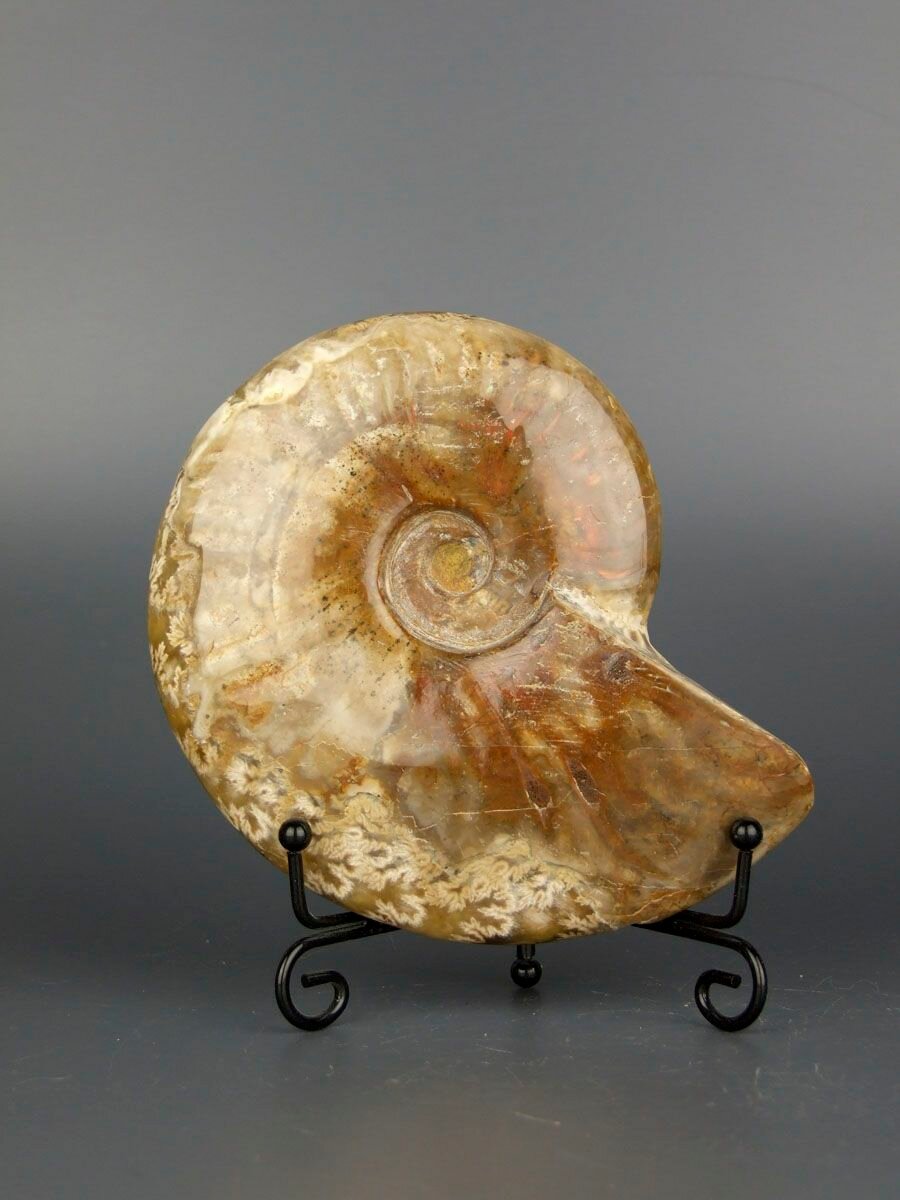 Натуральный аммонит Cleoniceras 13 см с перламутром с подставкой на стол