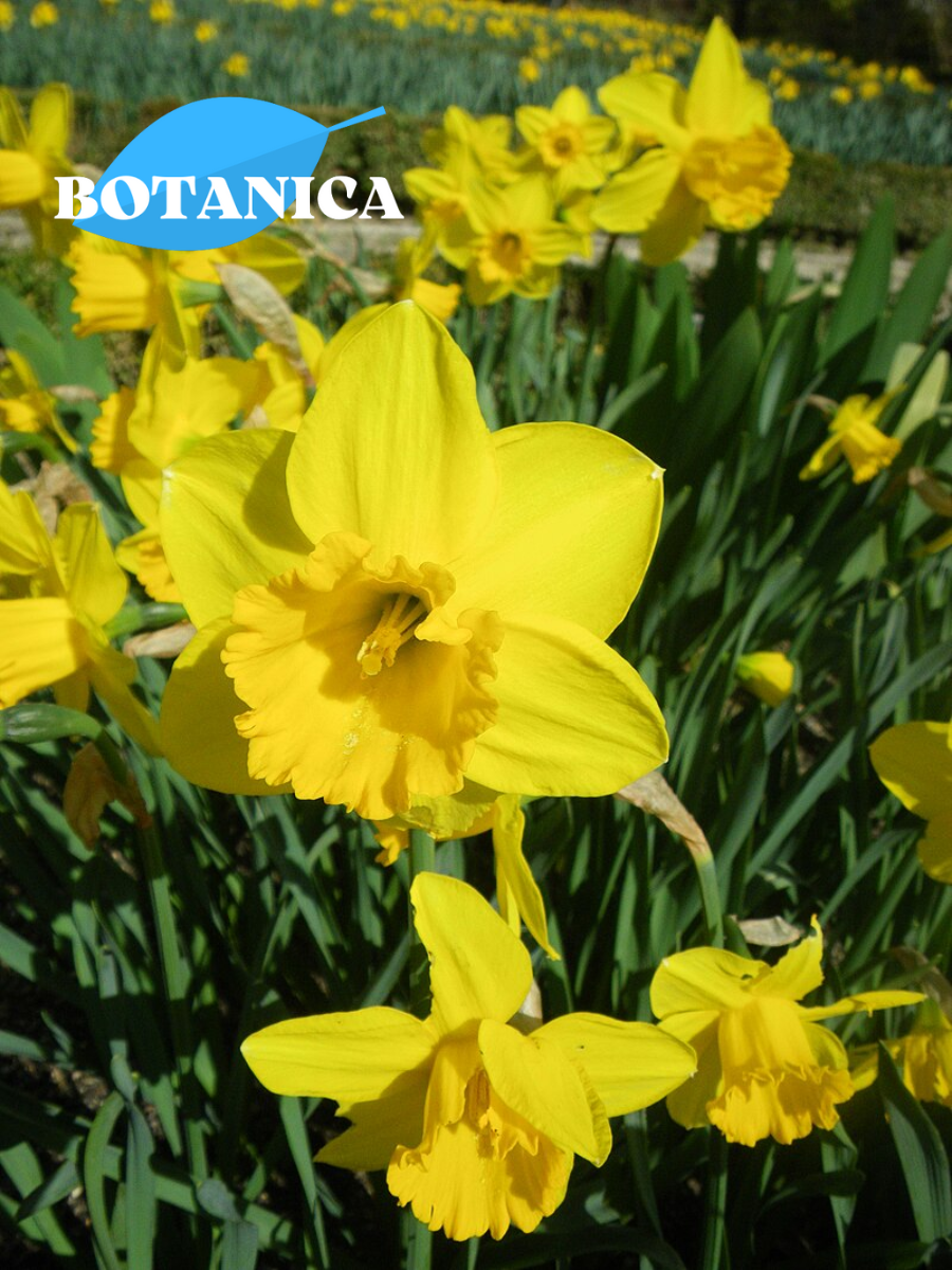 Луковицы цветов, botanica garden, Нарцисс Калифорния (3 штуки)