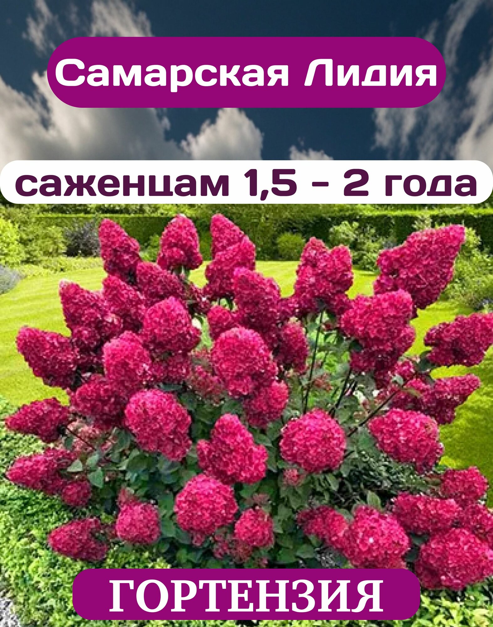 Гортензия метельчатая Самарская Лидия