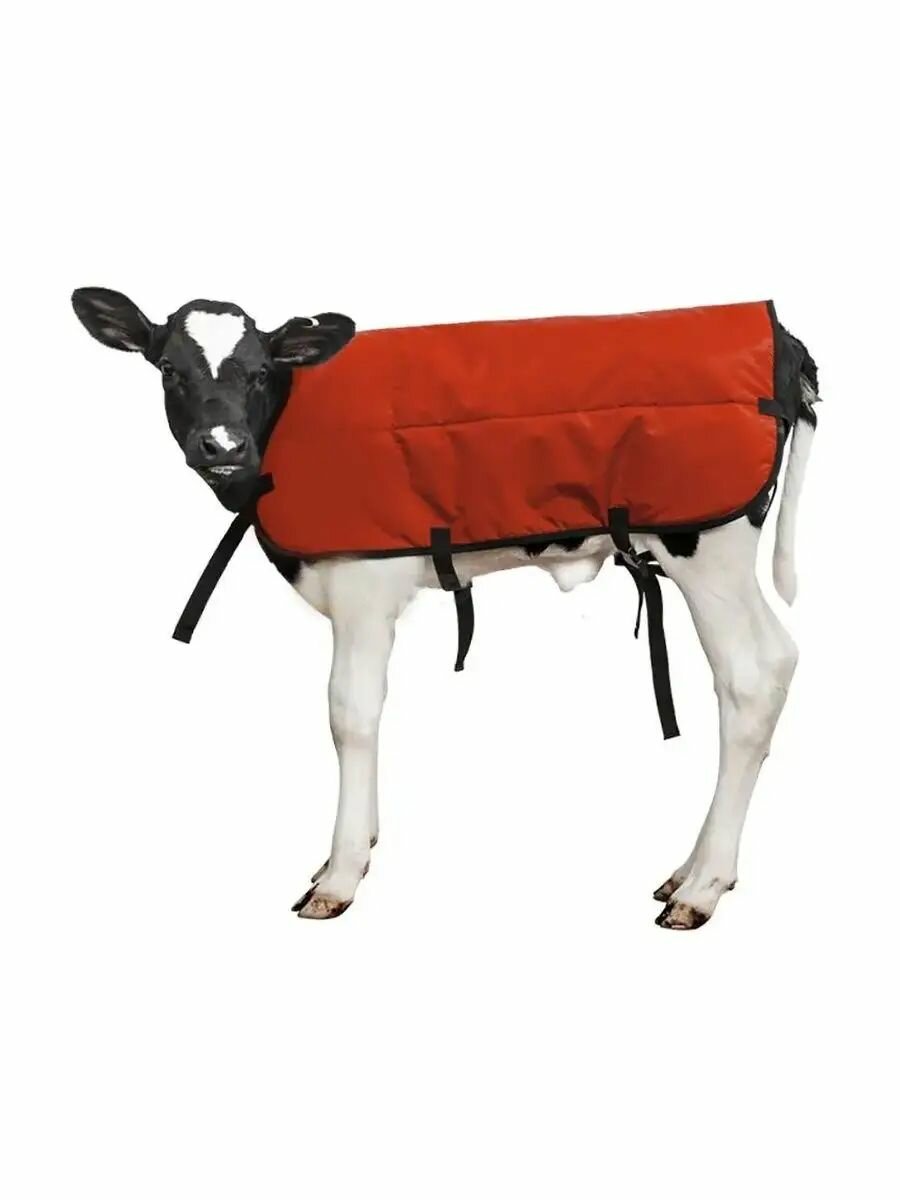 Попона для телят оранжевая