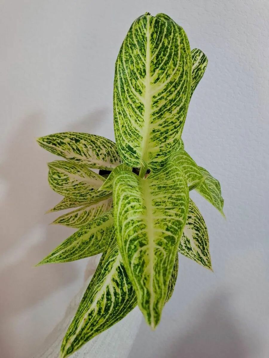 Аглонема сюрприз растение живое в горшке