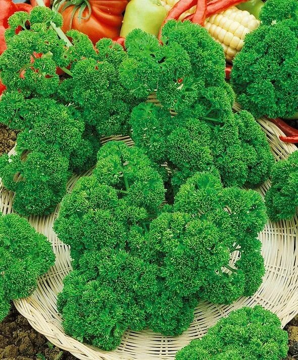 Коллекционные семена петрушки кудрявая Кудряшка Сью