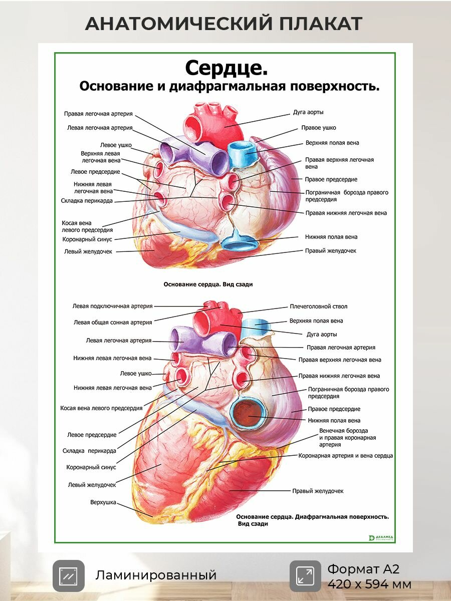 Обучающий медицинский плакат ламинированный формат А2 Сердце. Строение и диафрагмальная поверхность