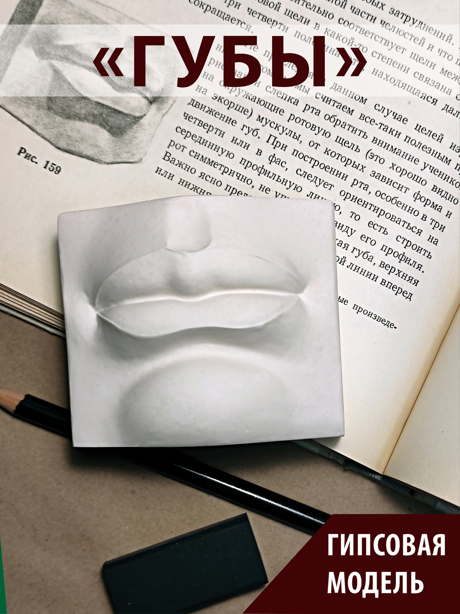 "Губы давида", гипсовая модель, анатомическое пособие, 1 шт.
