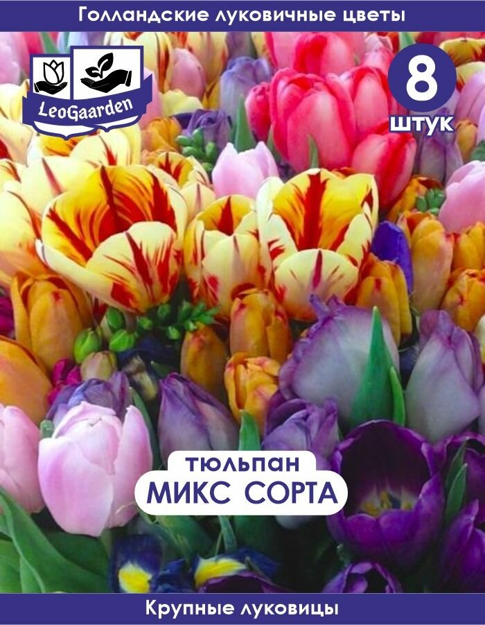 Тюльпан Луковица, Микс сортов 8 шт, крупные