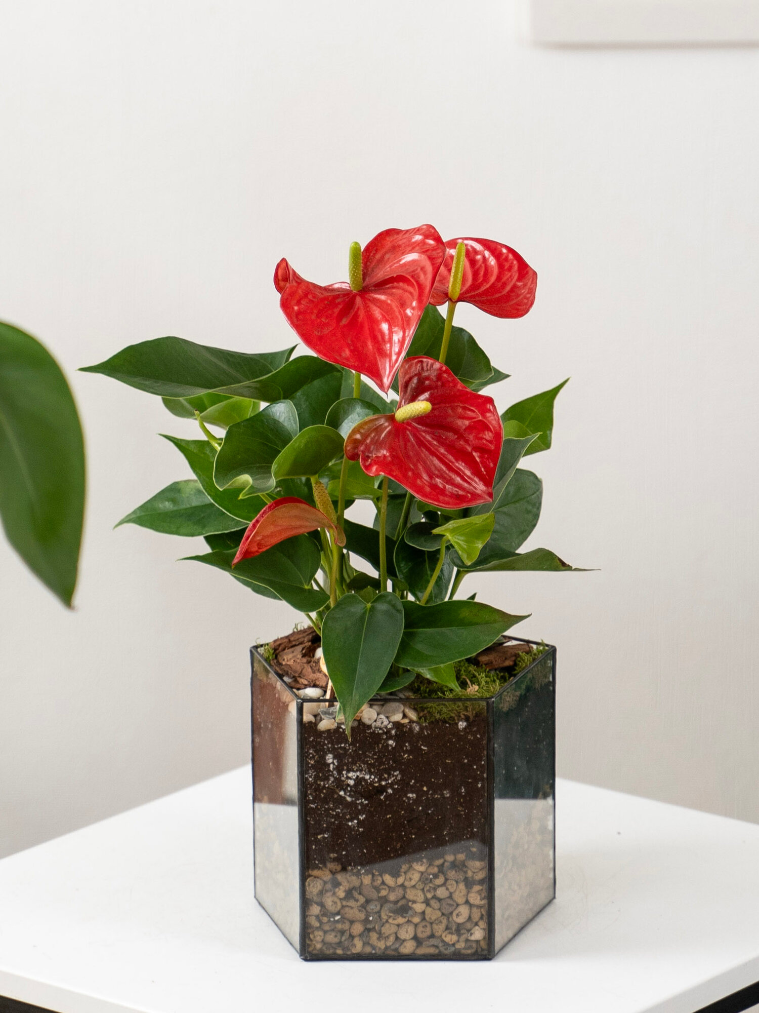 Geo Glass: Антуриум живой , стеклянное кашпо , комнатные растения 30-25 см