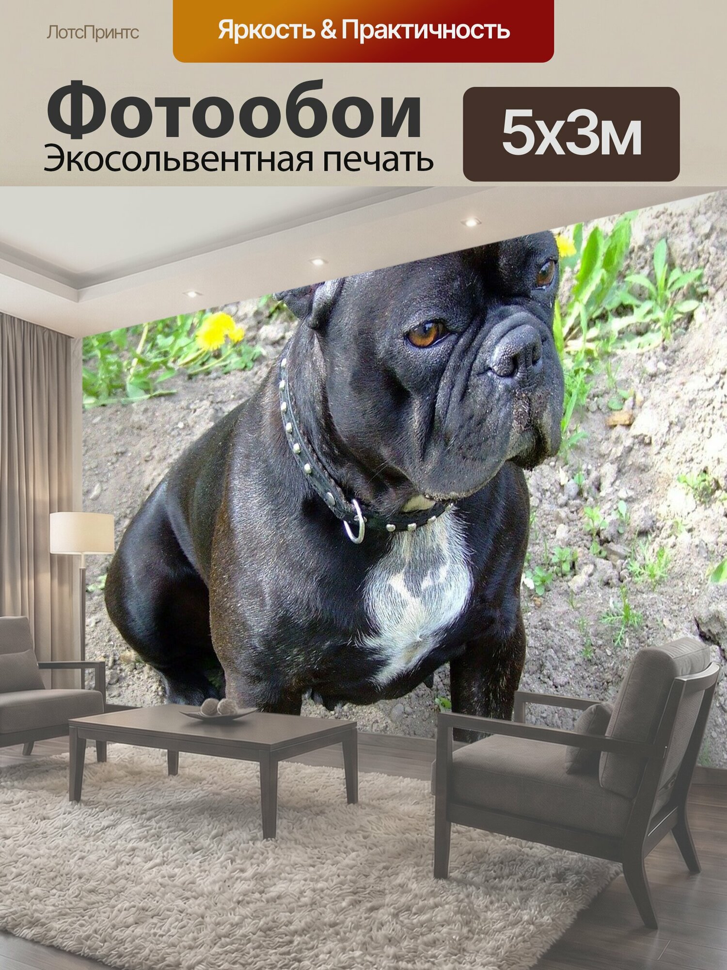 Фотообои "Французский бульдог, собака, собачка" 500x300 см. экосольвентная печать