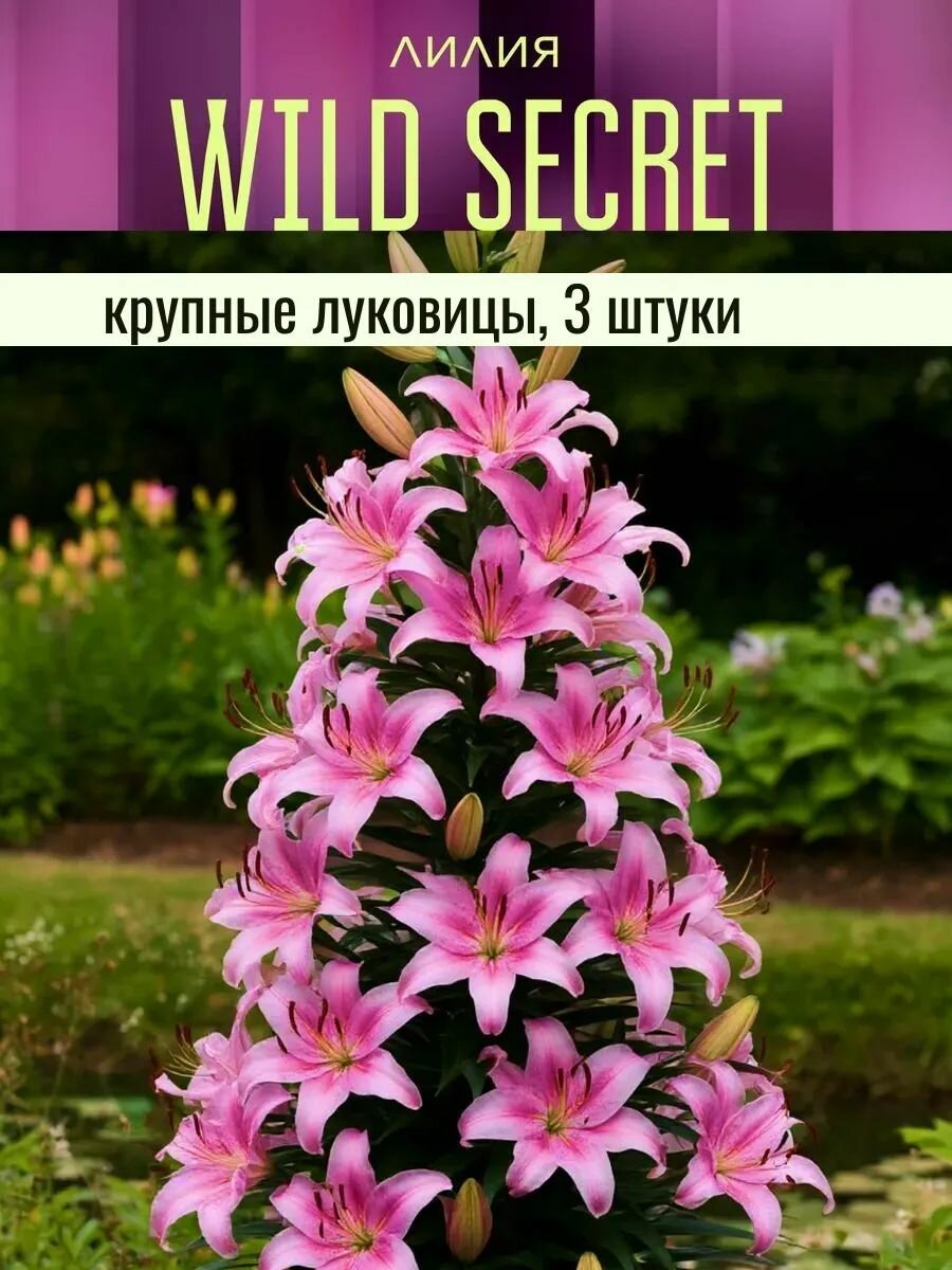 Лилия луковицы, многолетние цветы для посадки,3 штуки