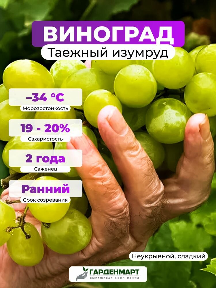 Саженец морозостойкий Виноград неукрывной Таежный изумруд