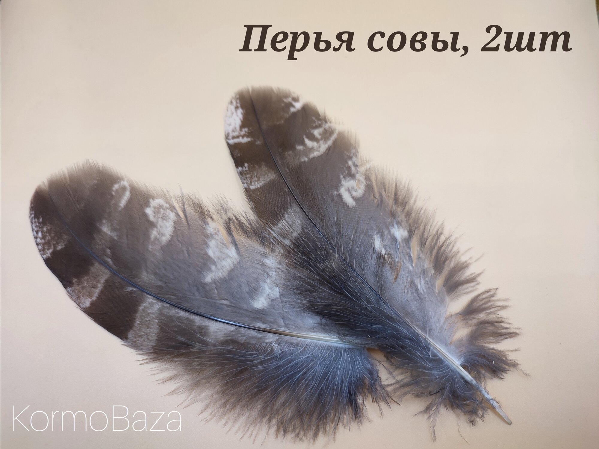 Перья совы (бородатая неясыть), 2шт. Натуральные перья.