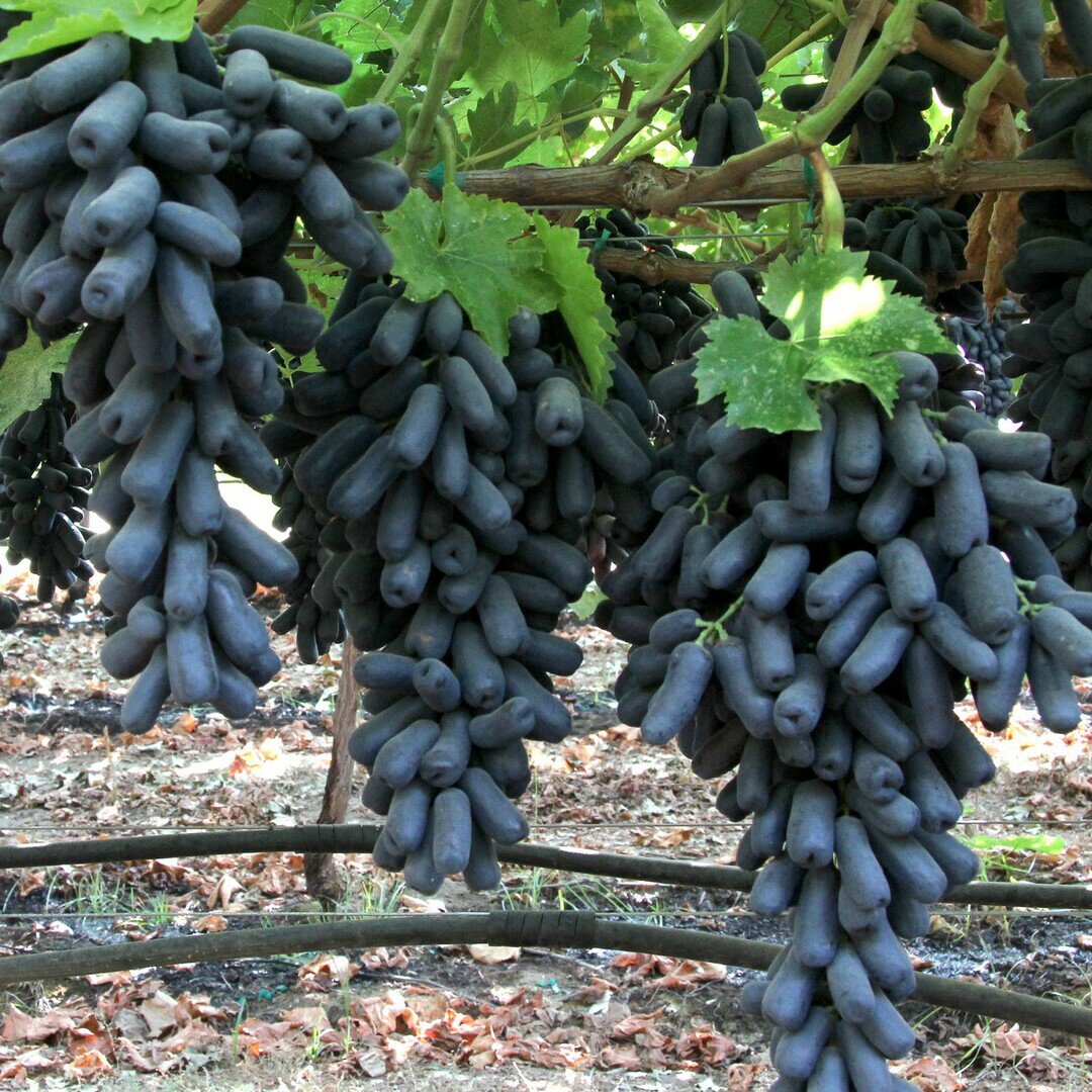 Виноград кишмиш Аватар (Капли луны) / 1 шт, позднеспелый сорт