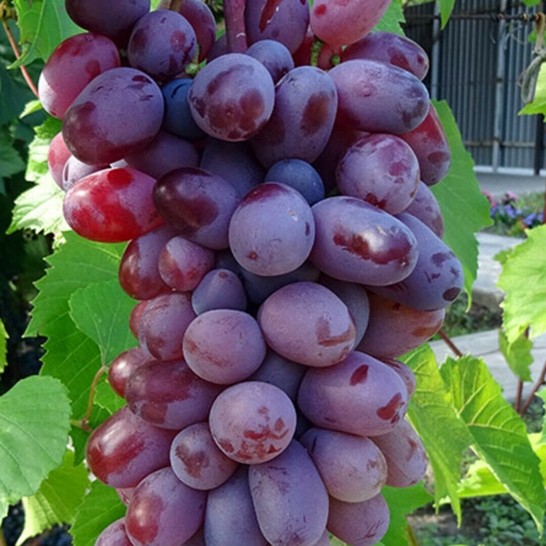 Виноград Байконур / 2 шт, раннеспелый, высокоурожайный, столовый сорт