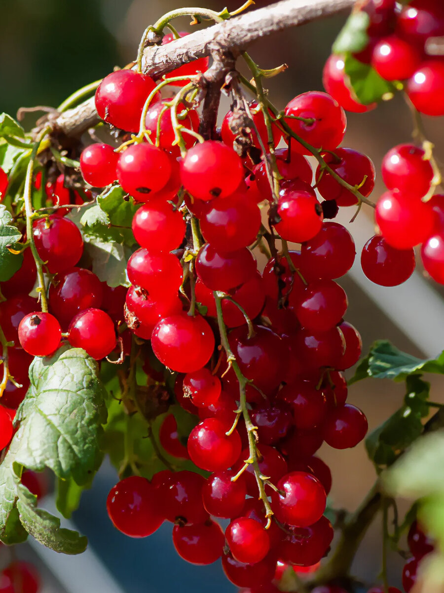 Смородина красная Ранняя Сладкая / многолетний, морозостойкий сорт