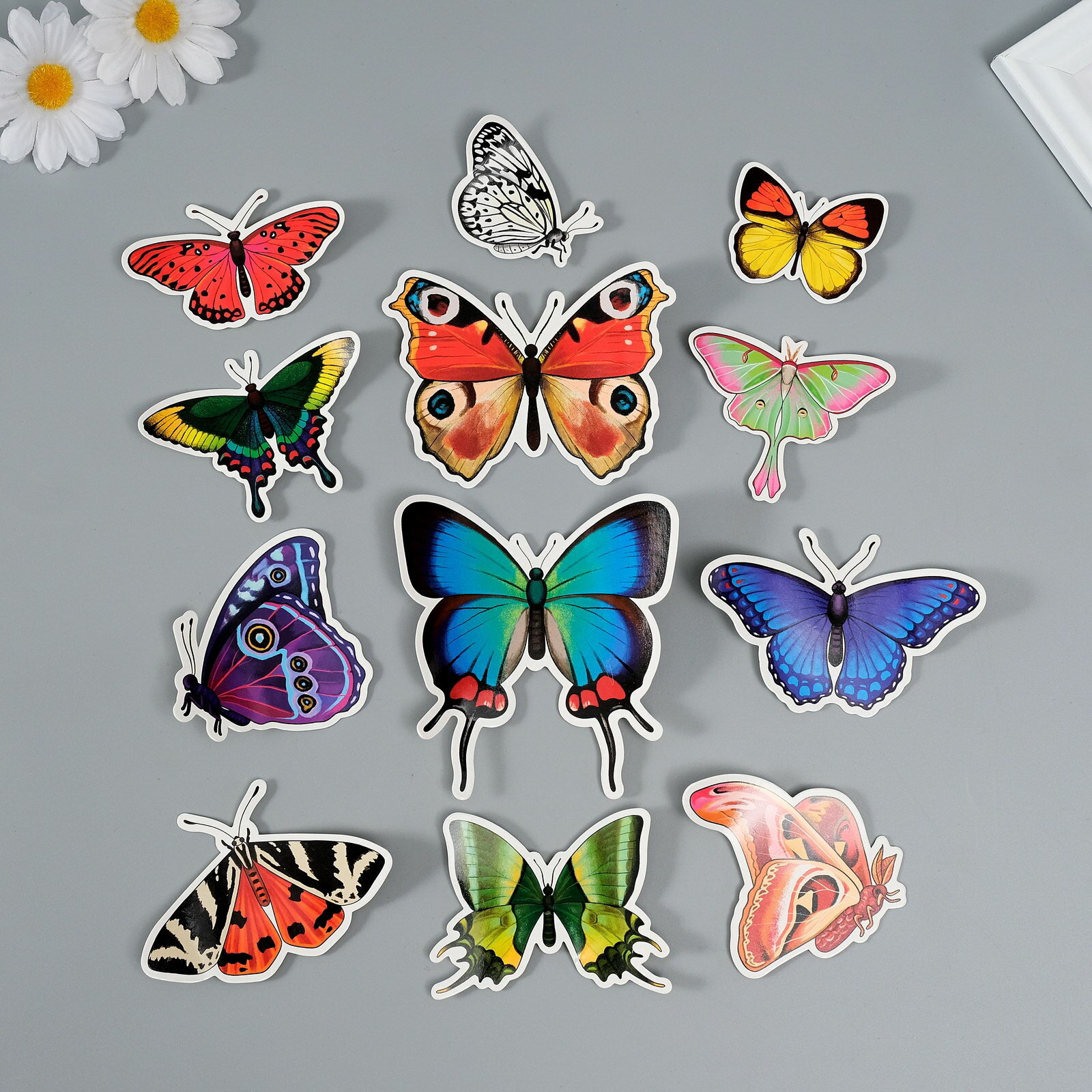 Набор магнитов на холодильник "Натуральные", 12 шт, картон, h=4-10 см