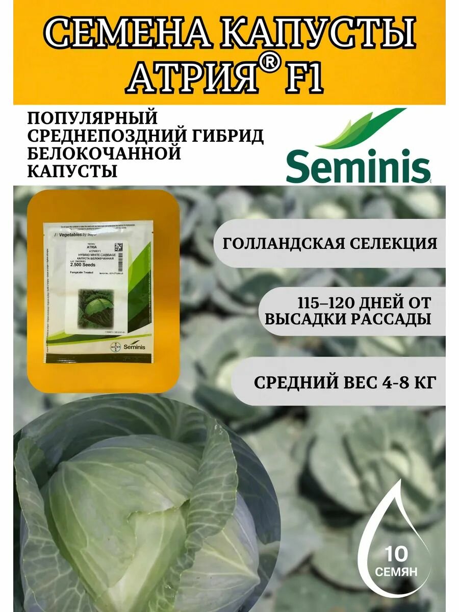 Семена капусты белокочанной Атрия F1 10 шт