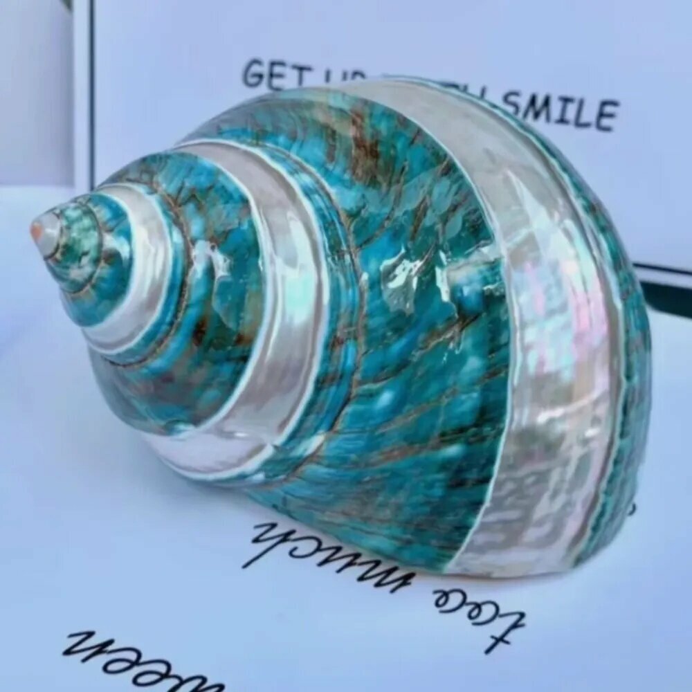 Ракушка морская, натуральная Турбо с полосой