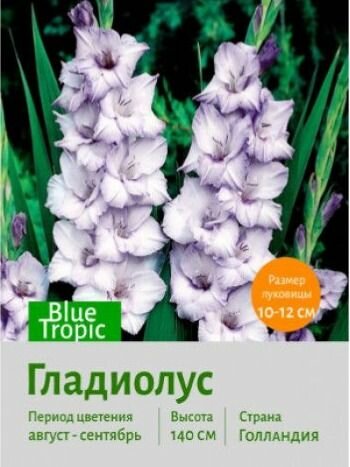 Гладиолус Блю Тропик (Blue Tropic) луковицы 20 шт. Сотка