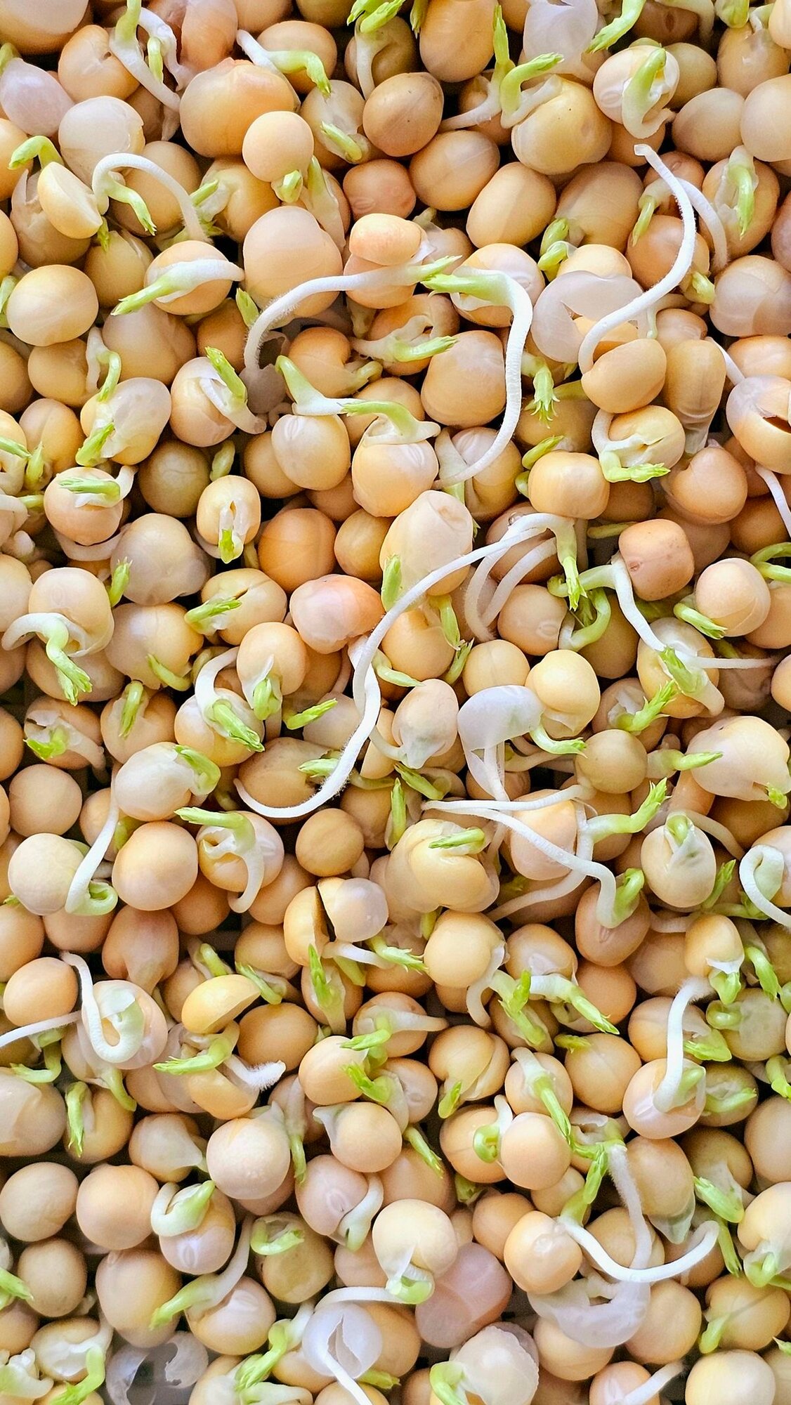 Горох 1 кг корма для проращивания микро зелени горох прорастает через 1–2 дня