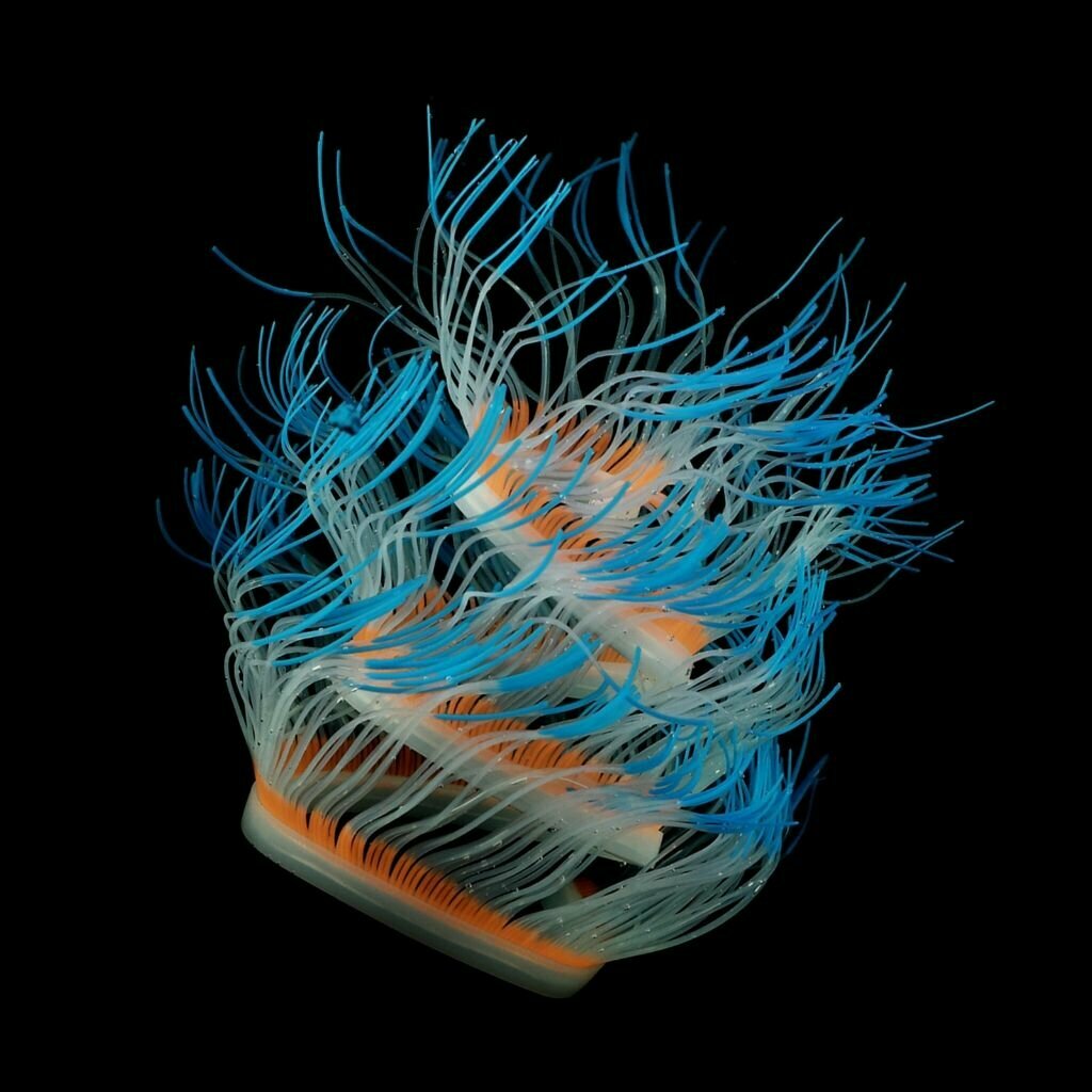 Флуоресцентная коралловая трава Келп Аквариум Акваскейп