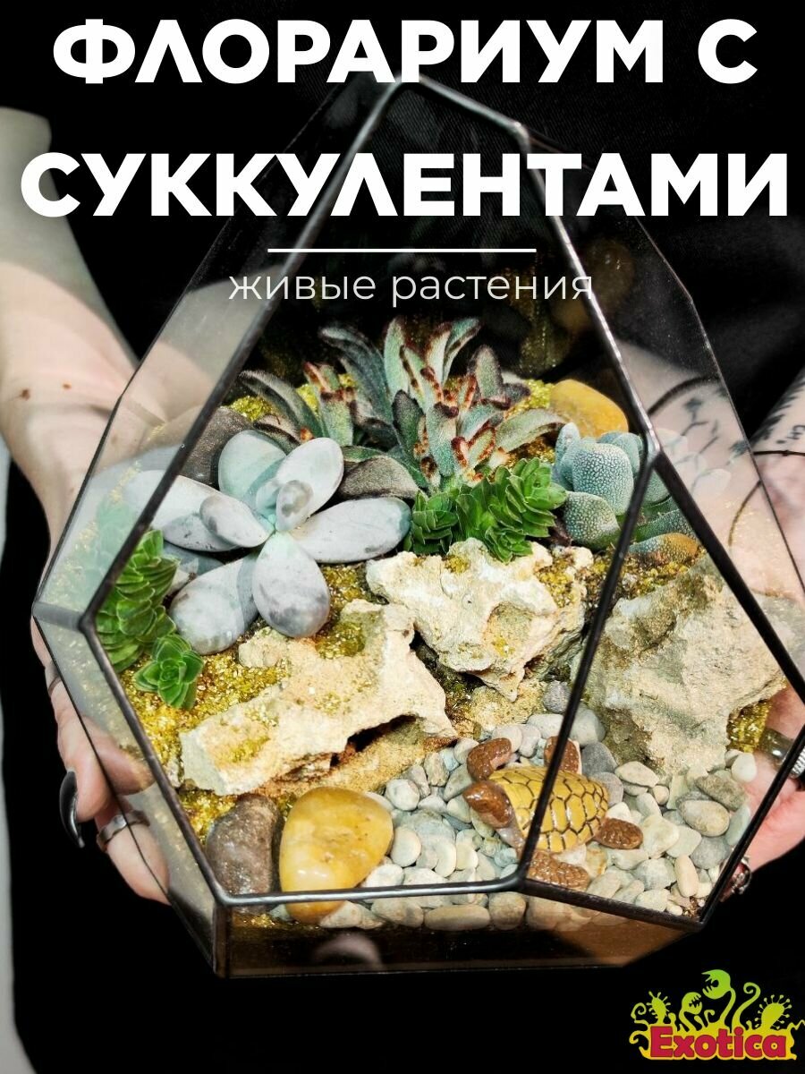 Флорариум с растениями готовый "Марина" суккуленты