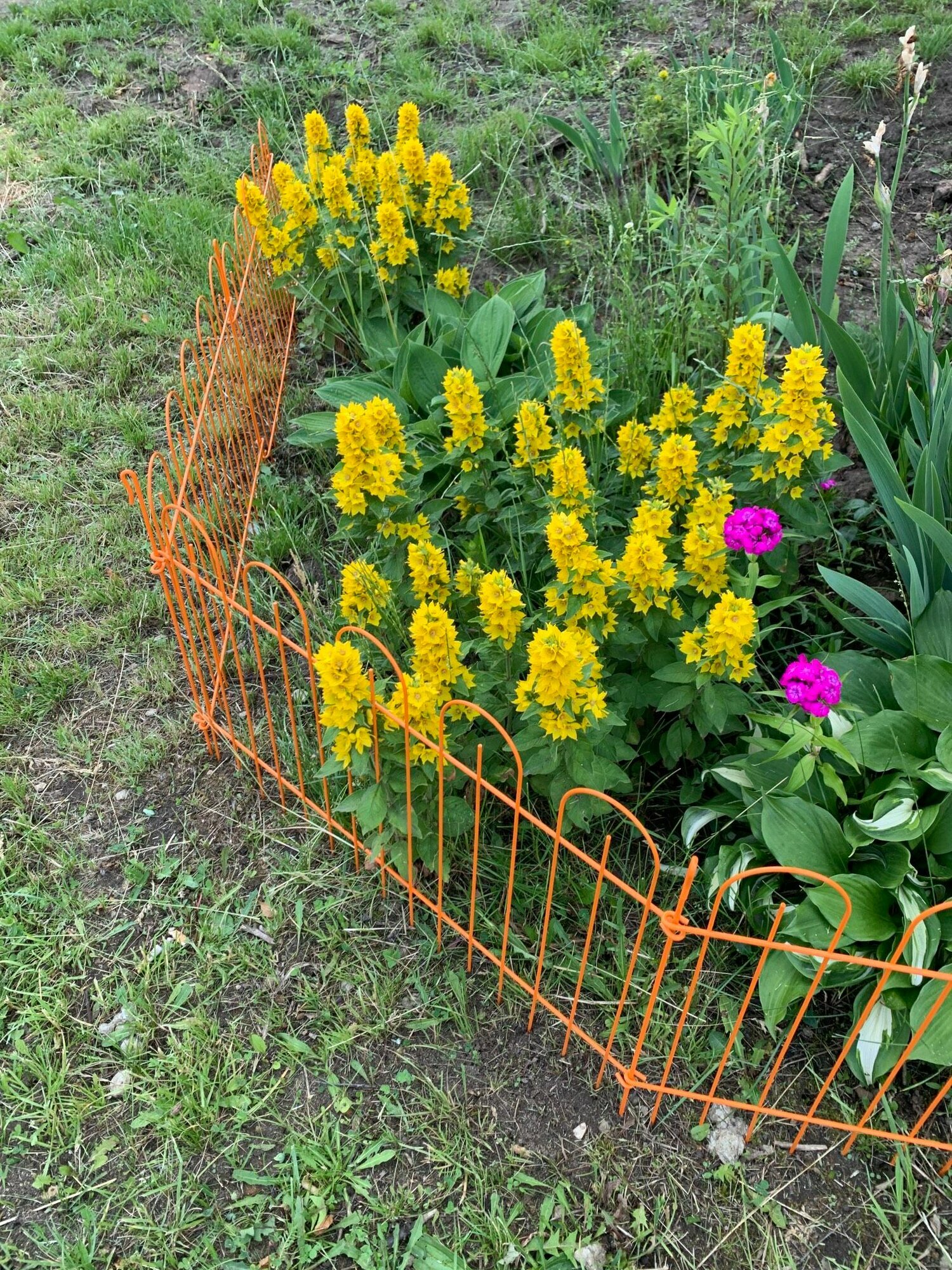 Ограждение декоративное, 62х40х1.5см 6 секций оранжевый цвет / садовый заборчик/ декоративный заборчик оранжевый цвет