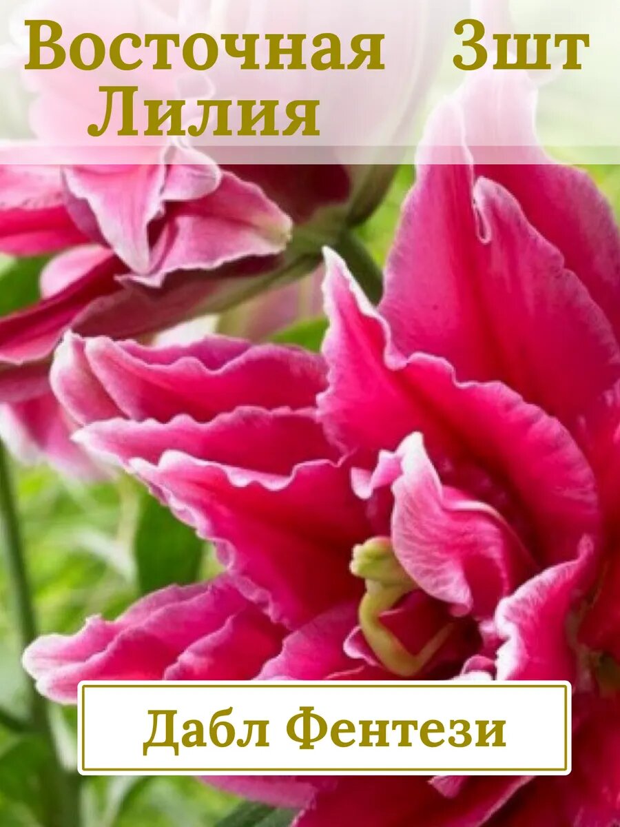 Лилия Восточная махровая, многолетние цветы, луковицы 3 шт